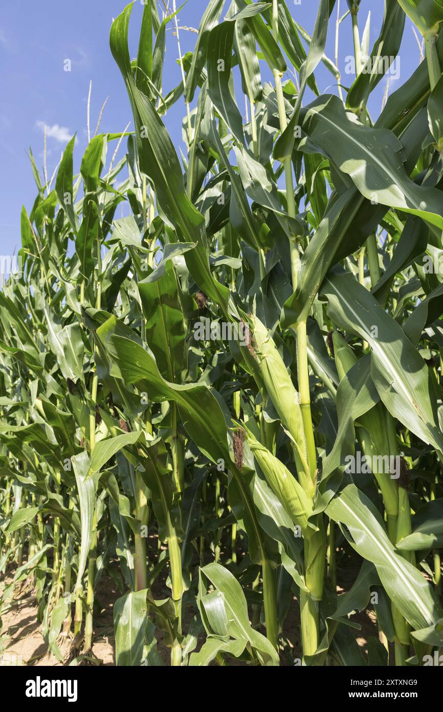 Symbolic image, renewable energies, maize plants, biogas plant, feed ...
