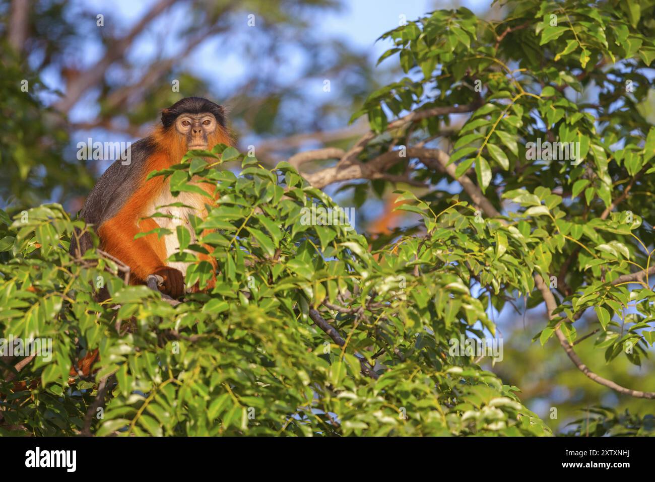 Western red colobus (Piliocolobus badius), primates, Janjabureh boat ...