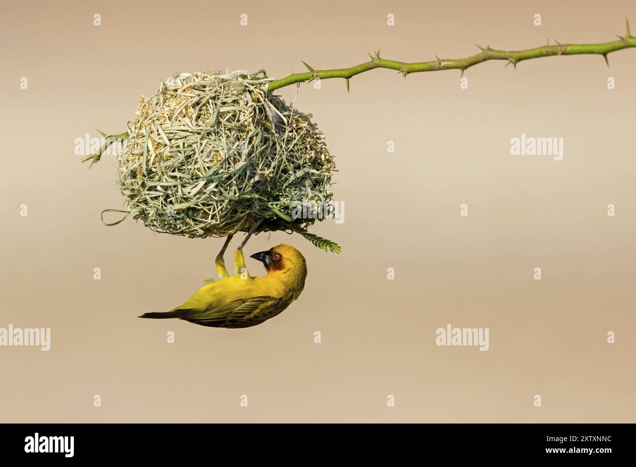 Ruppell's Weaver, Rueppell's Weaver, (Ploceus galbula), weaver bird ...