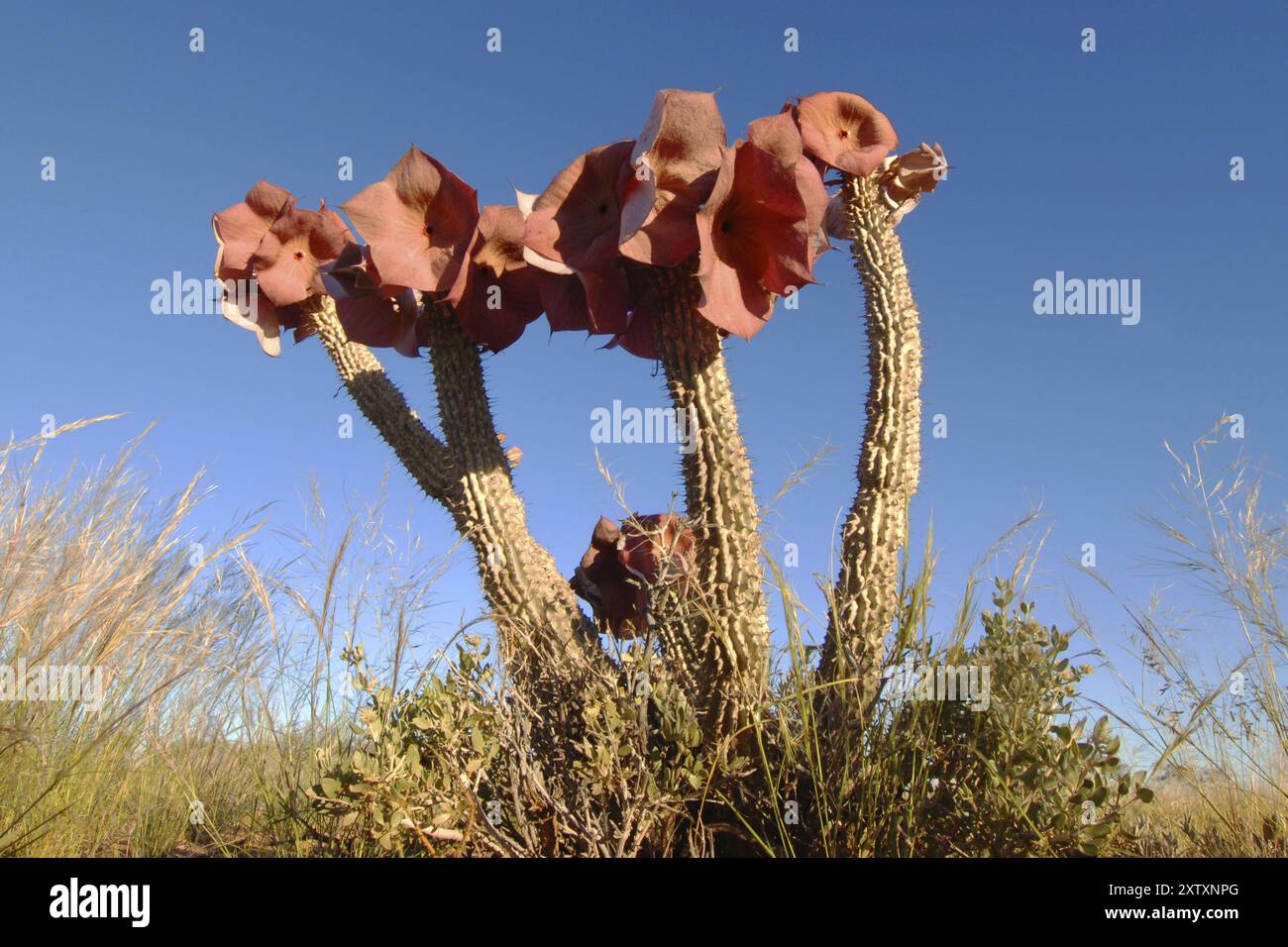 Africa, Madagascar, Flowering desert cactus, Cactus, Hoodie, Namibia ...