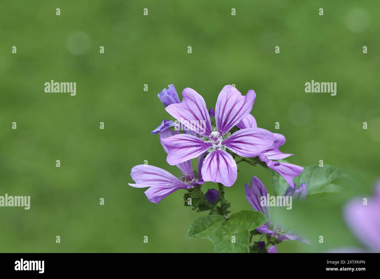 Common mallow (Malva sylvestris), flower in a meadow, medicinal plant ...