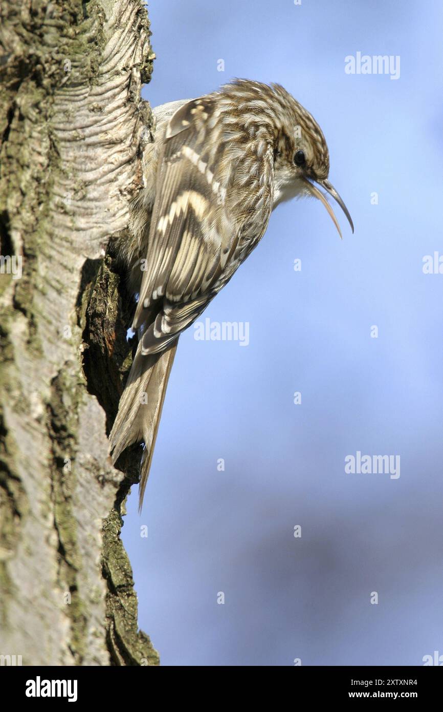 Agateador hi-res stock photography and images - Alamy