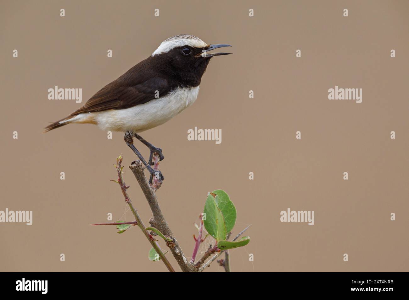Arabian wheatear, Arabian wheatear, (Oenanthe lugentoide, Middle East ...
