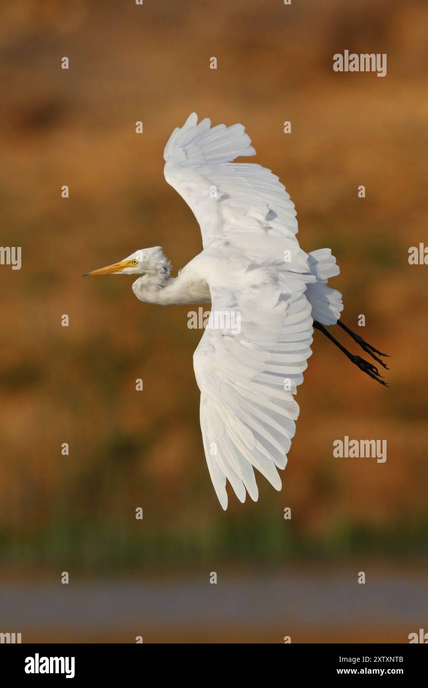 Cattle egret (Bubulcus ibis), flight photo, Raysut, Salalah, Dhofar ...