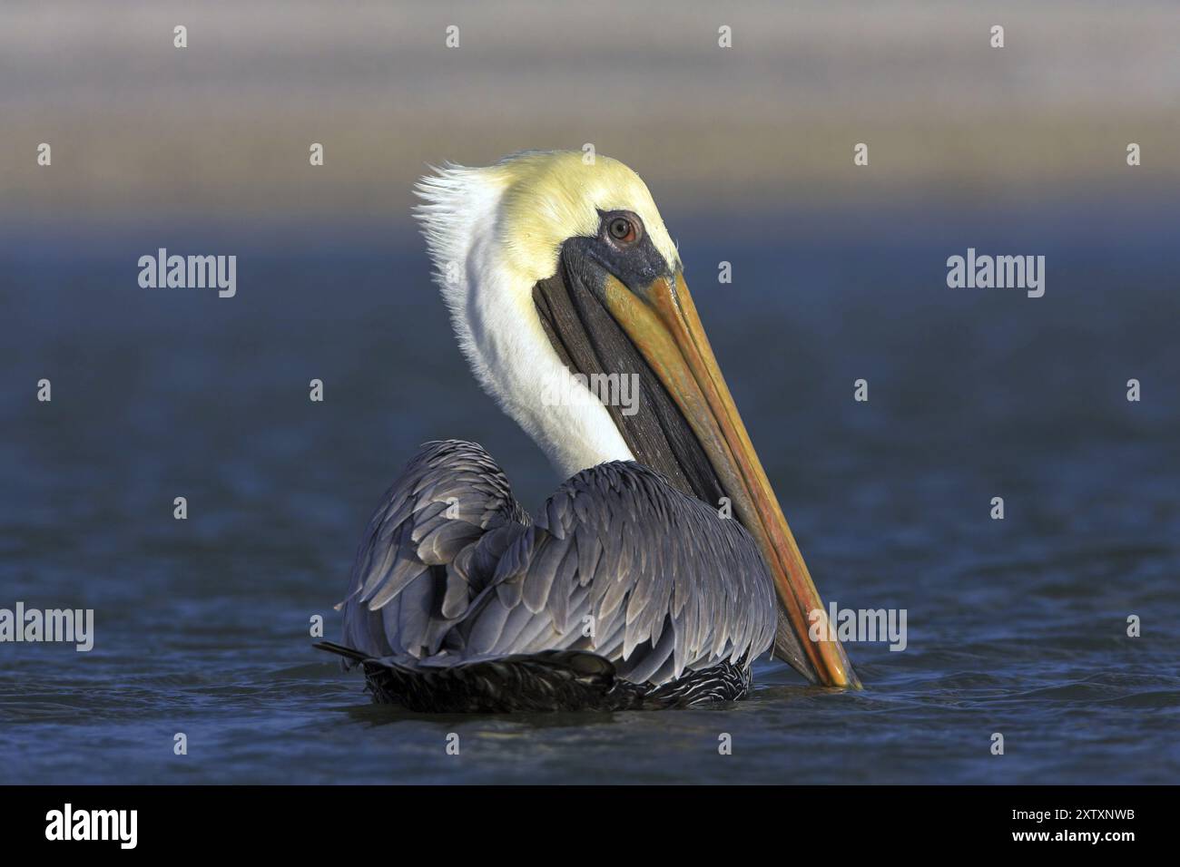 Brown pelican (Pelecanus occidentalis), Brown Pelican, swimming in the ...