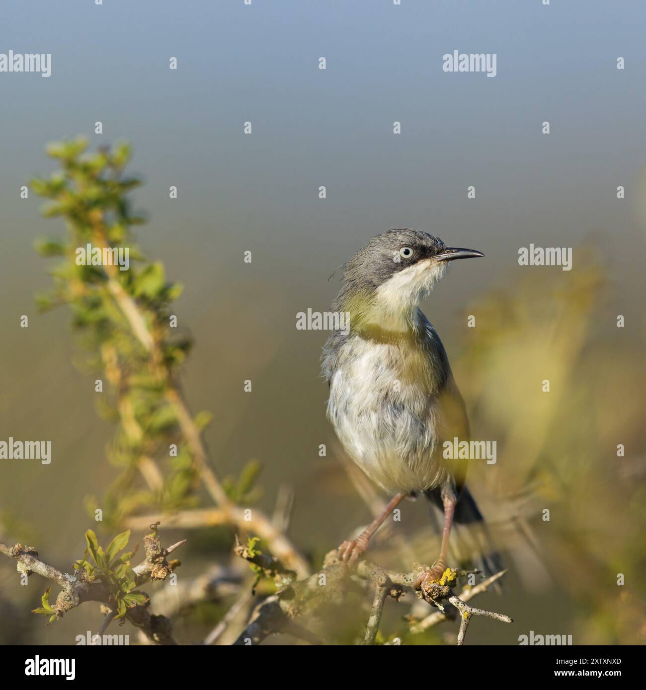 Collared Apalis, (Apalis thoracica), Bar-throated Apalis, Apalis a ...