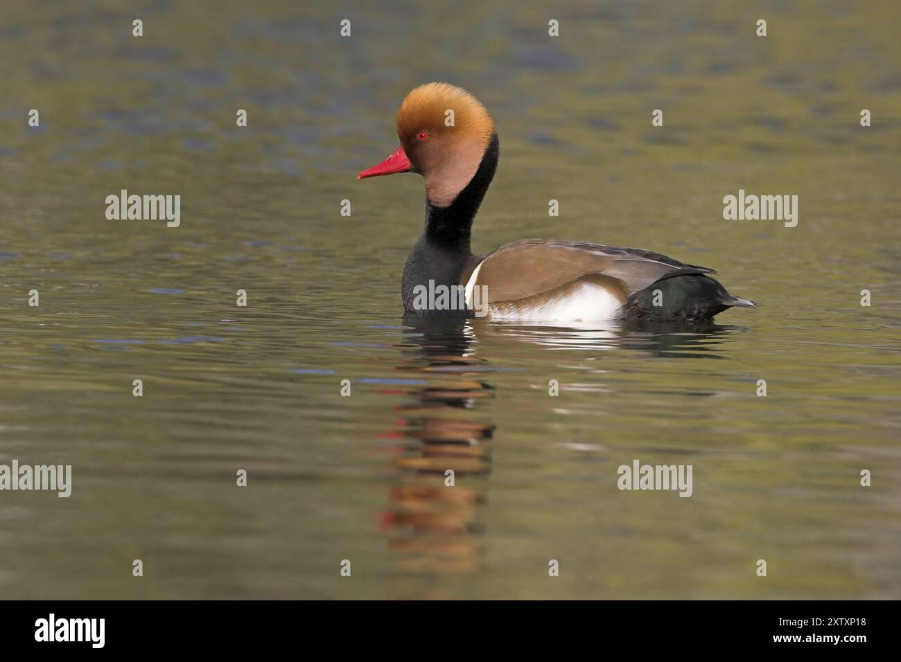 Pato lateral hi-res stock photography and images - Alamy