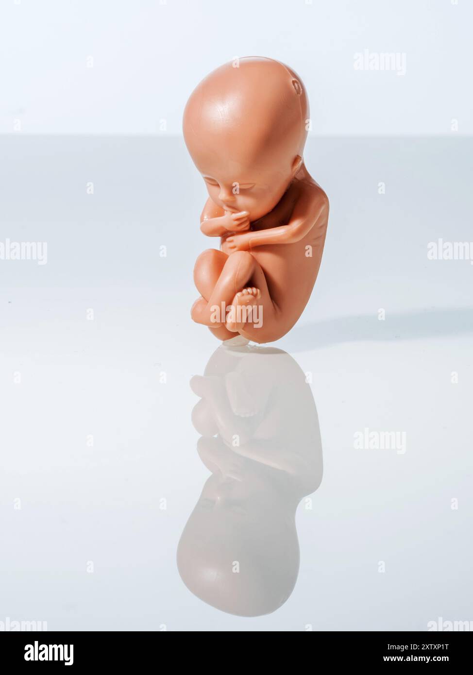 12 weeks fetus hi-res stock photography and images - Alamy