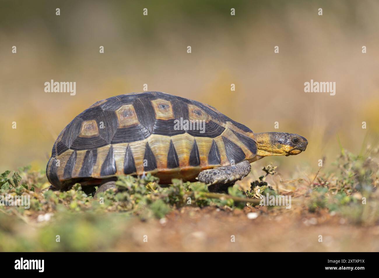 Beaked cape tortoise hi-res stock photography and images - Alamy