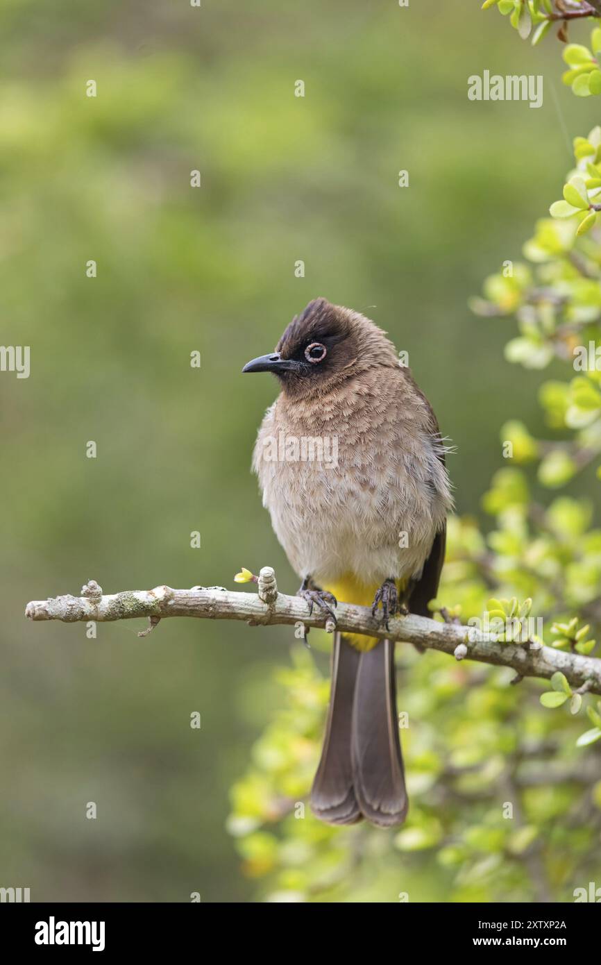 Cape bulbul (Pycnonotus capensis), Addo Elephant National Park, Addo ...