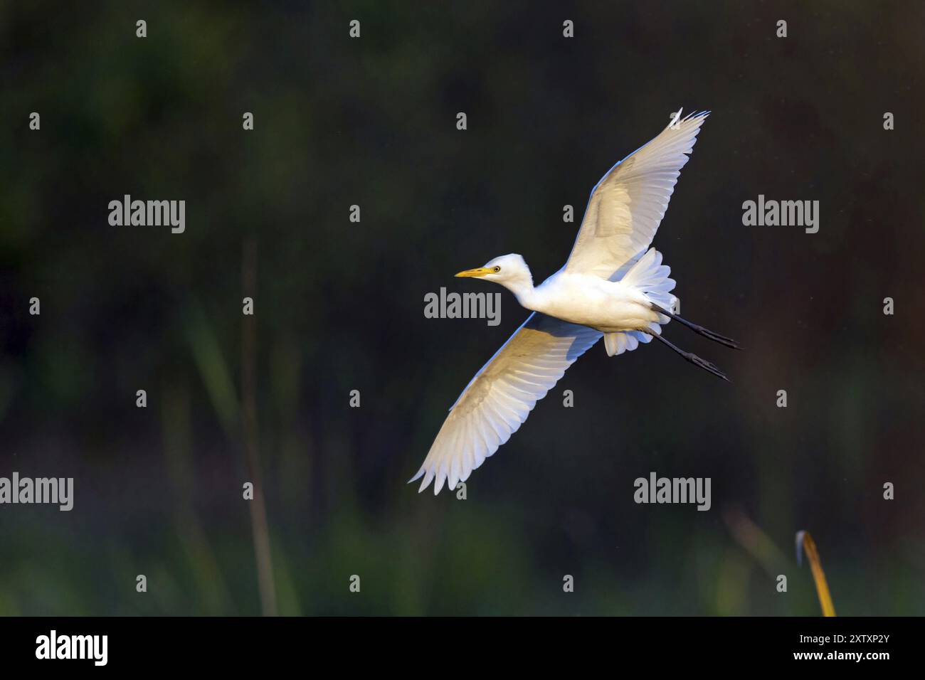 Cattle egret (Bubulcus ibis), flight photo, Raysut, Salalah, Dhofar ...