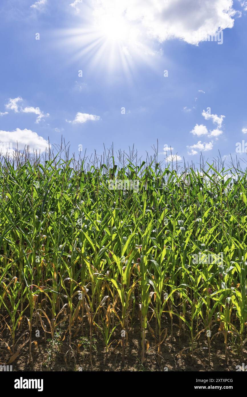Symbolic image, renewable energies, maize plants, field, biogas plant ...