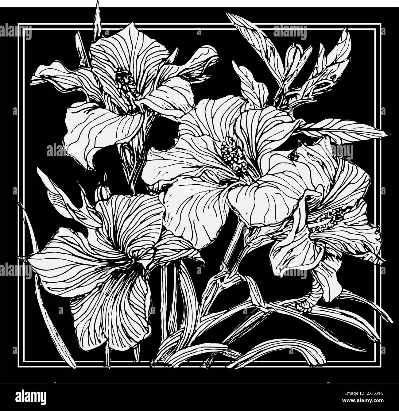Black and white hand drawn illustration of hibiscus flower blooms, high ...