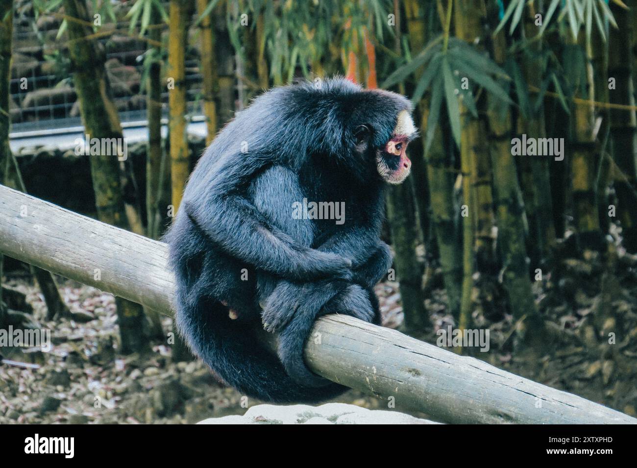 White-faced capuchin monkey sitting on a log at the zoo Stock Photo - Alamy