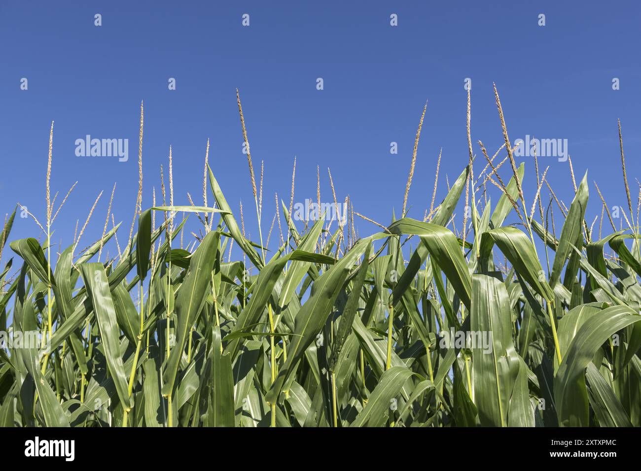 Symbolic image, renewable energies, maize plants, biogas plant, feed ...