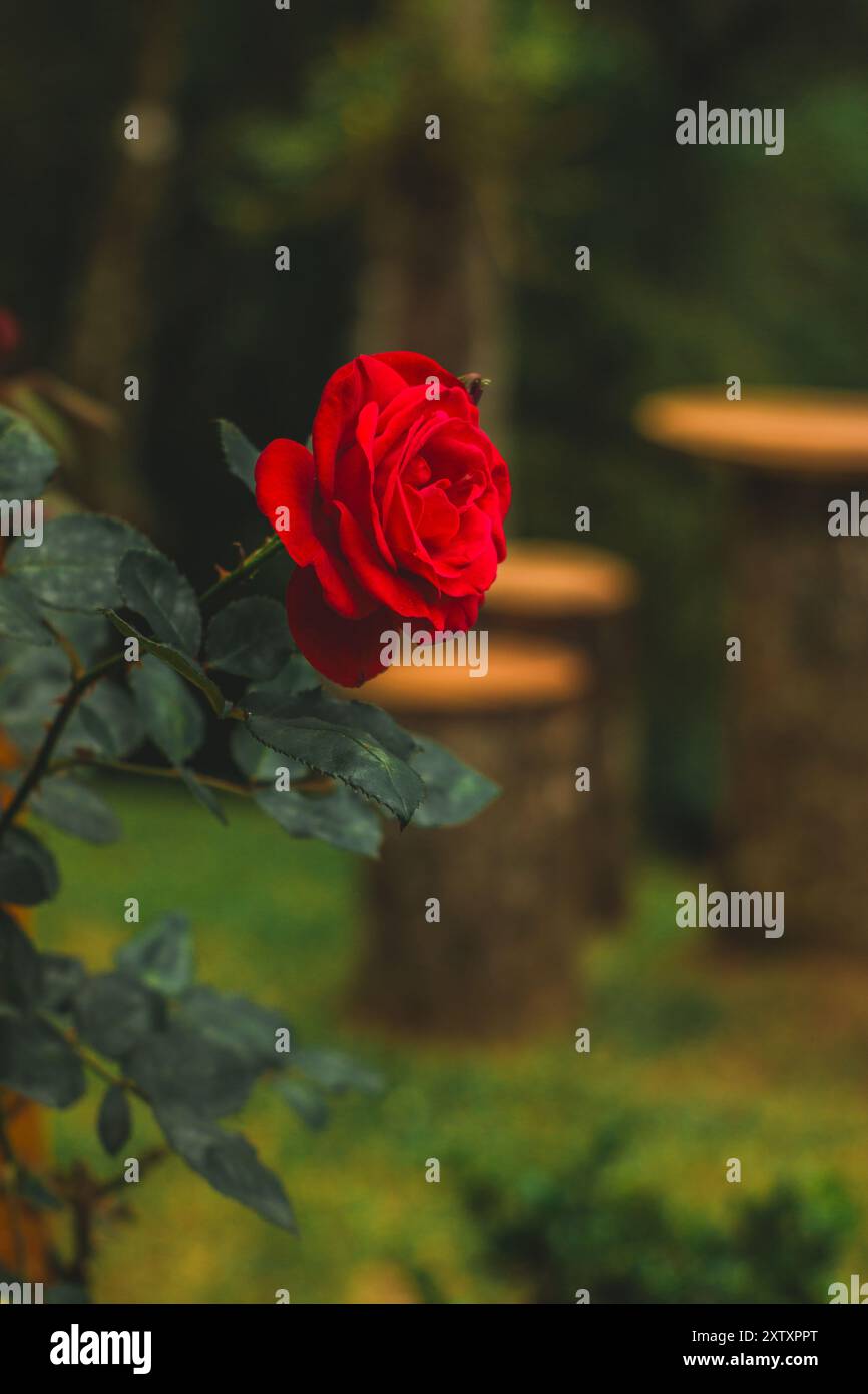 Vibrant display of colorful floral patterns radiating hi-res stock ...