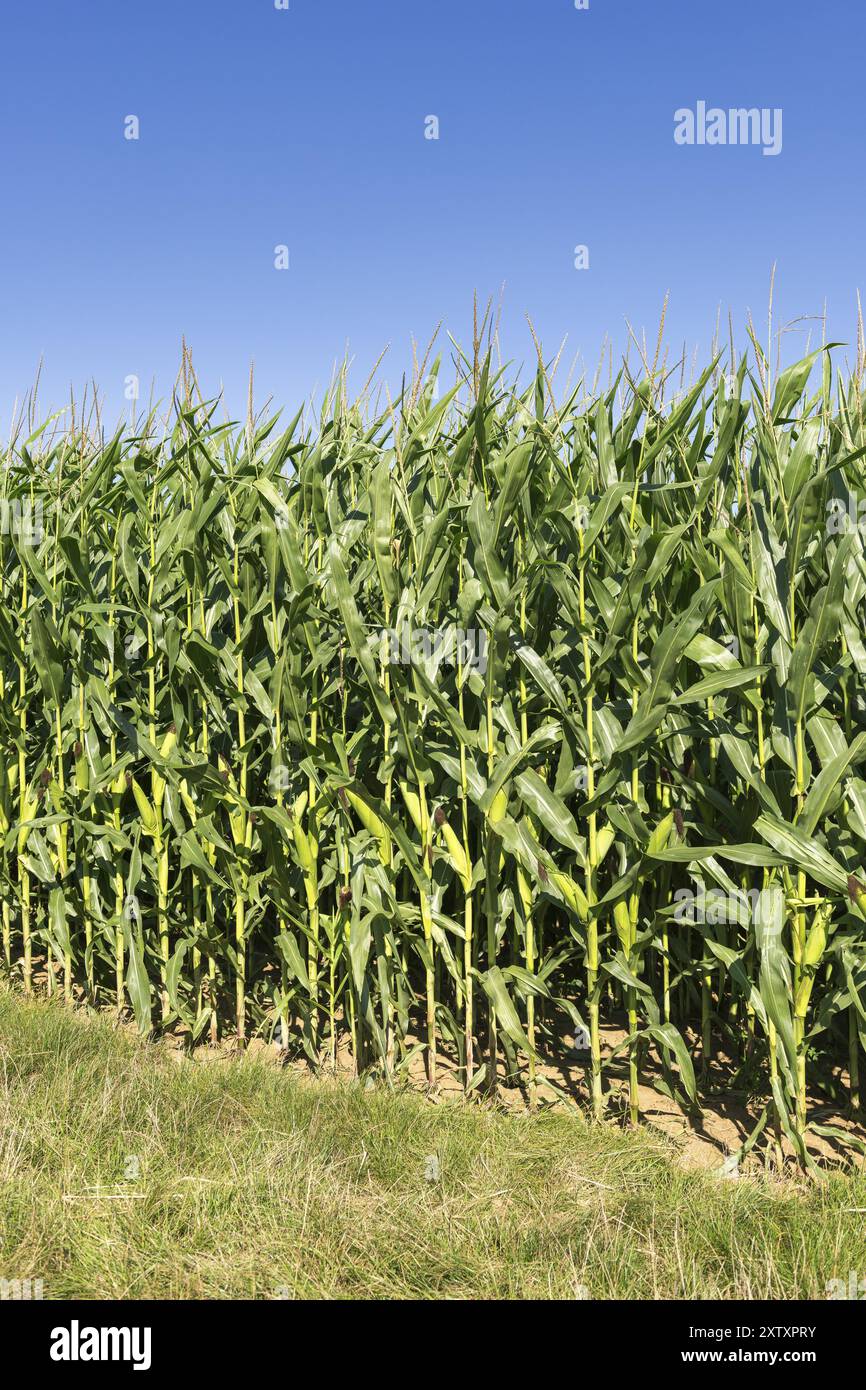 Symbolic image, renewable energies, maize plants, field, biogas plant ...