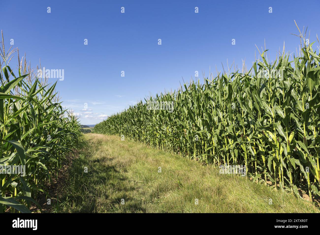 Symbolic image, renewable energies, maize plants, biogas plant, feed ...