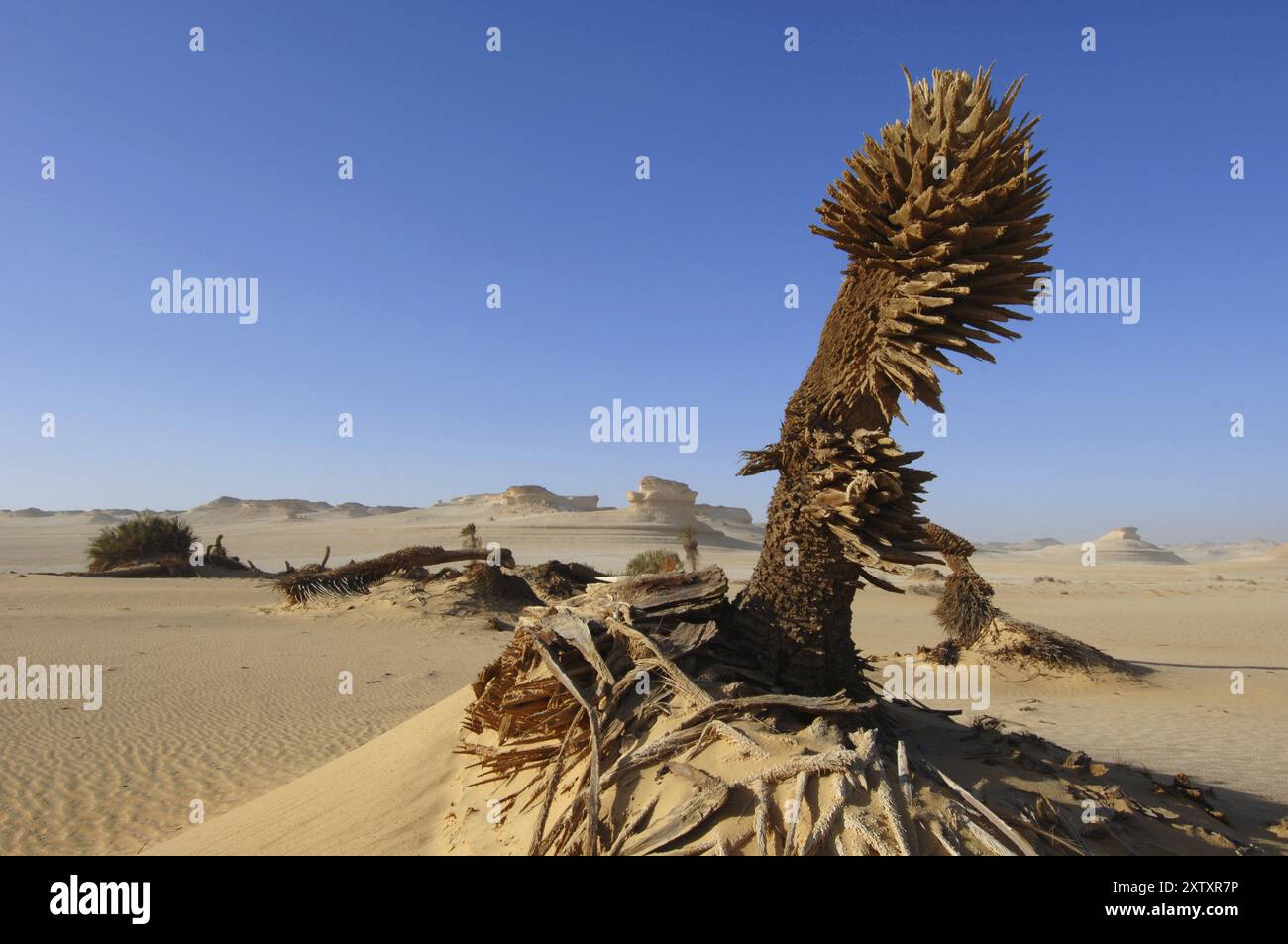 Africa, Madagascar, Flowering desert cactus, Cactus, Hoodie, Namibia ...