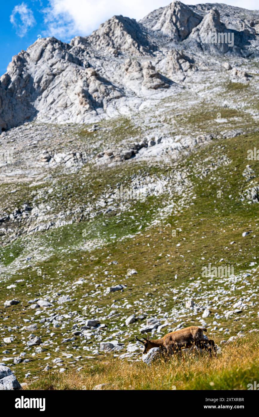 Balkan mountain species hi-res stock photography and images - Alamy