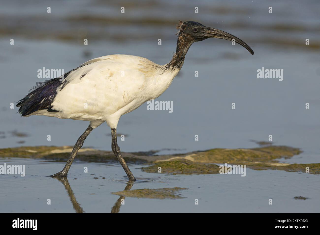 African sacred ibis (Threskiornis aethiopicus), family of ibises and ...