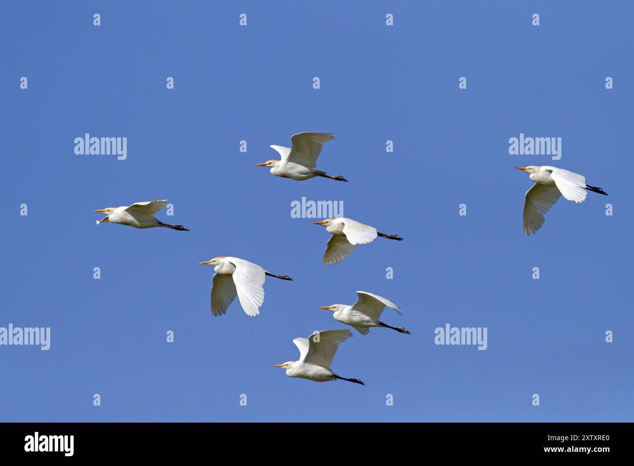 Cattle egret (Bubulcus ibis), flight photo, group, Raysut, Salalah ...