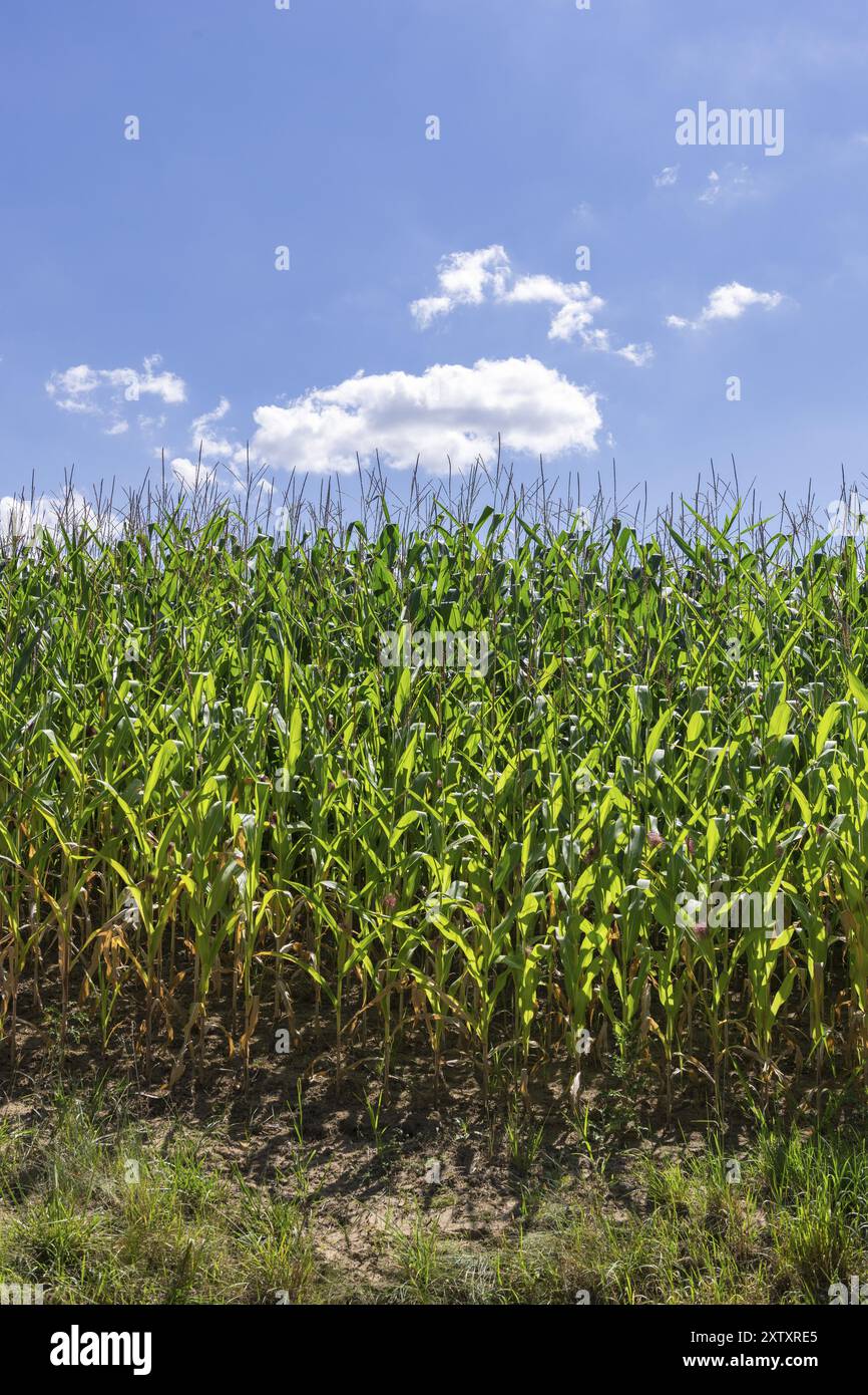 Symbolic image, renewable energies, maize plants, field, biogas plant ...