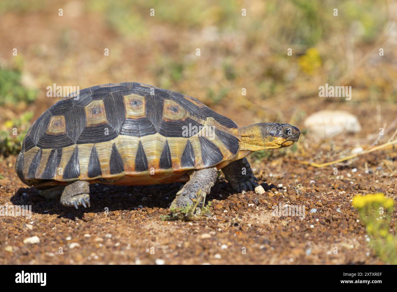 Reptiles of western cape hi-res stock photography and images - Alamy