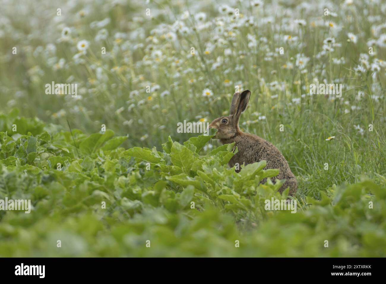 Mangold bloom hi-res stock photography and images - Alamy