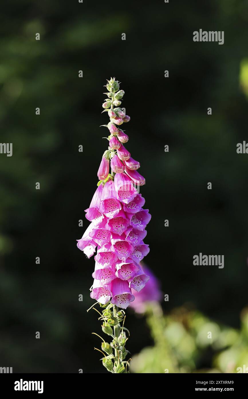 Common foxglove (Digitalis purpurea), flowers, from the plantain family ...