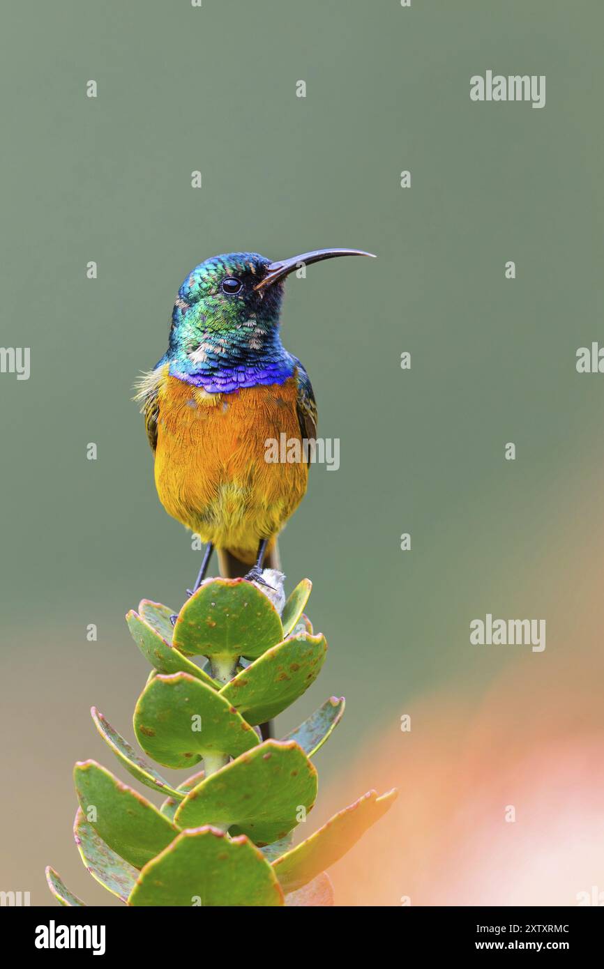 Orange-breasted sunbird (Anthobaphes violacea), Nectarinia violacea ...