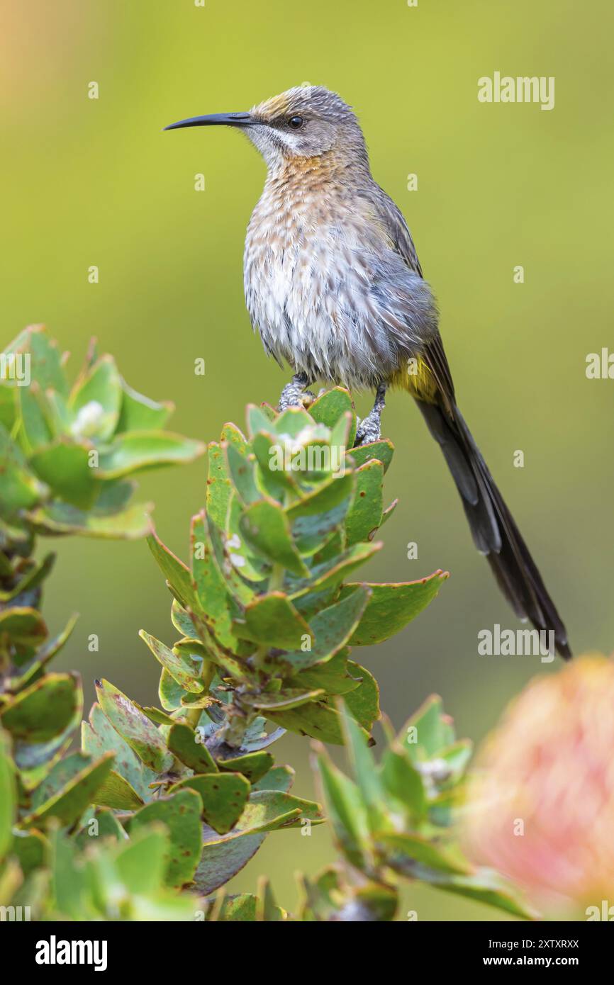 Harold porter national botanic garden hi-res stock photography and ...