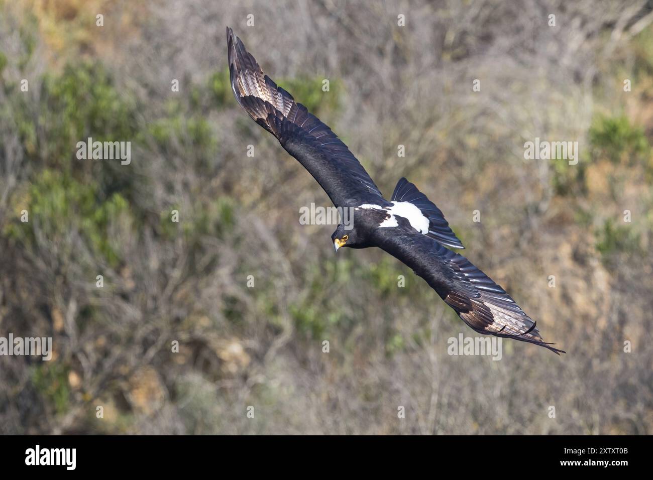 African Black Eagle (Aquila verreauxii), African Black Eagle, Verreaux ...