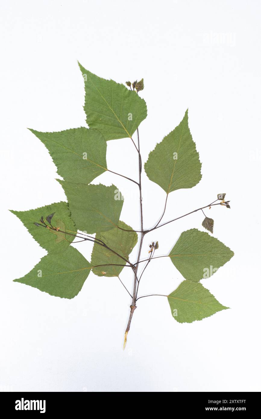 Dried birch tree leaves, herbarium on white background, top view Stock ...