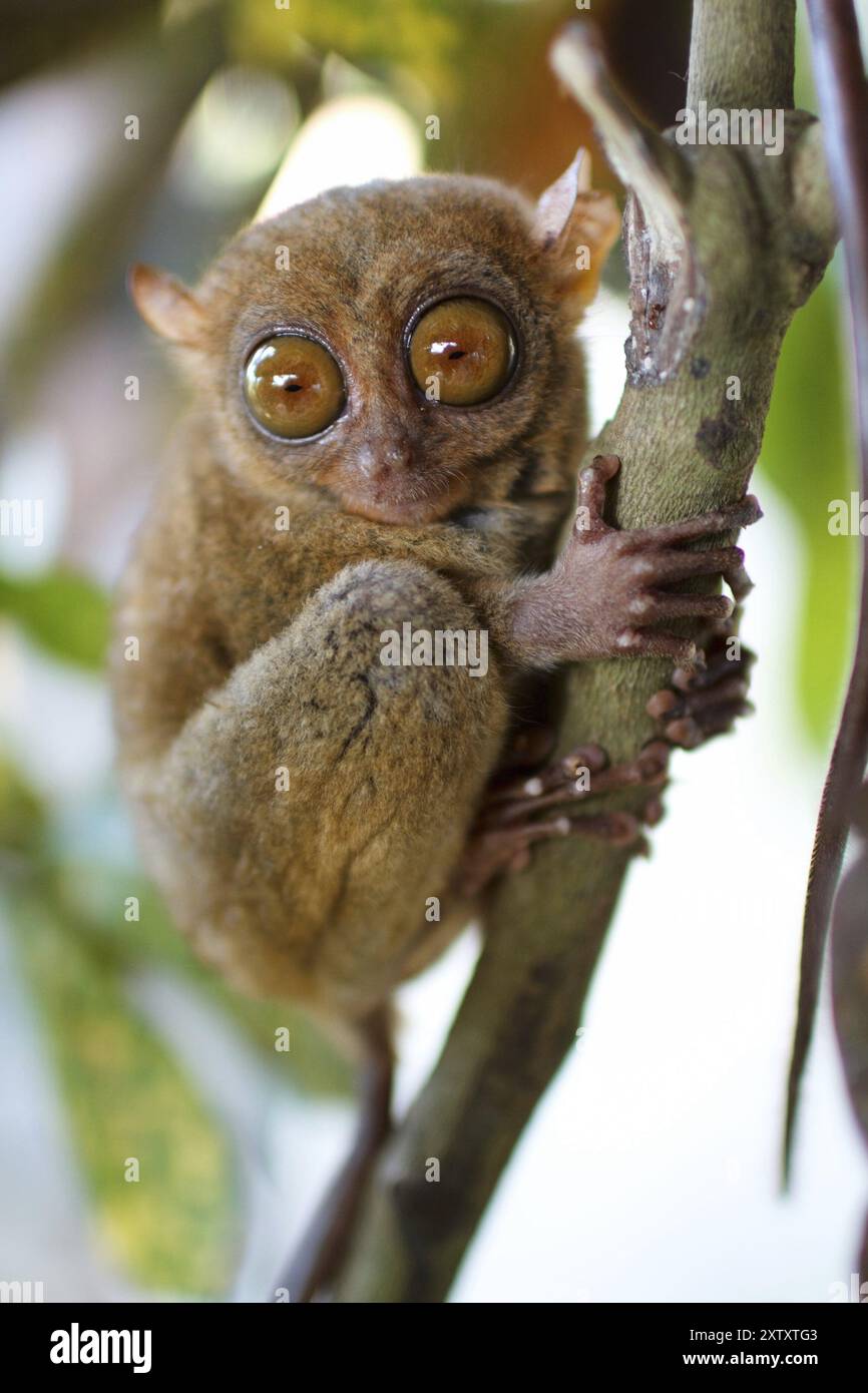 Tarsier, Maki, Tariser, Primate, (Tarsidaee), Asia, Animal, Animals ...