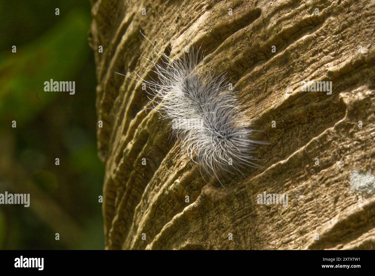 Caterpillar hairy black color hi-res stock photography and images - Alamy