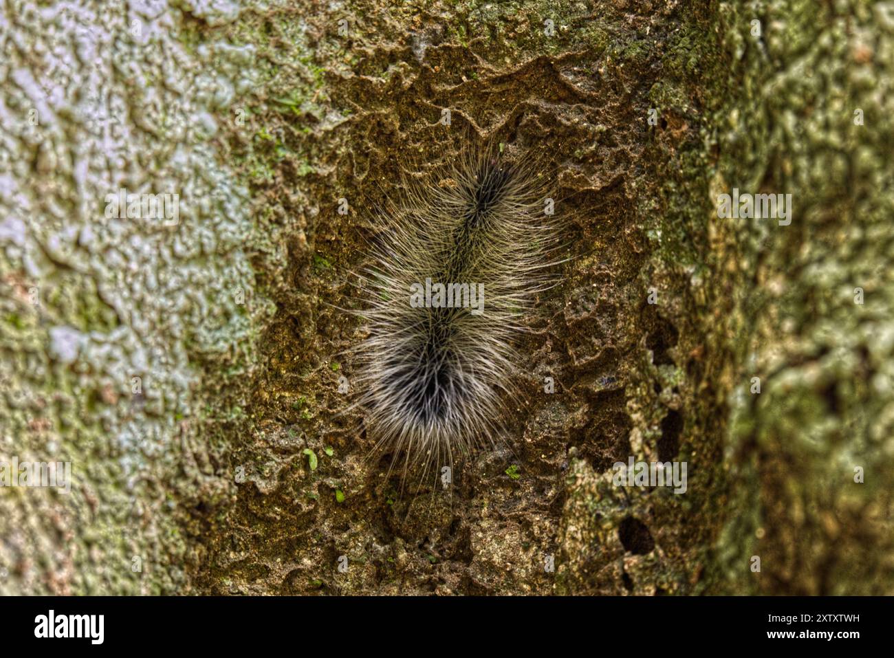 Hairy grey caterpillar crawling on the bark of a tree Stock Photo - Alamy