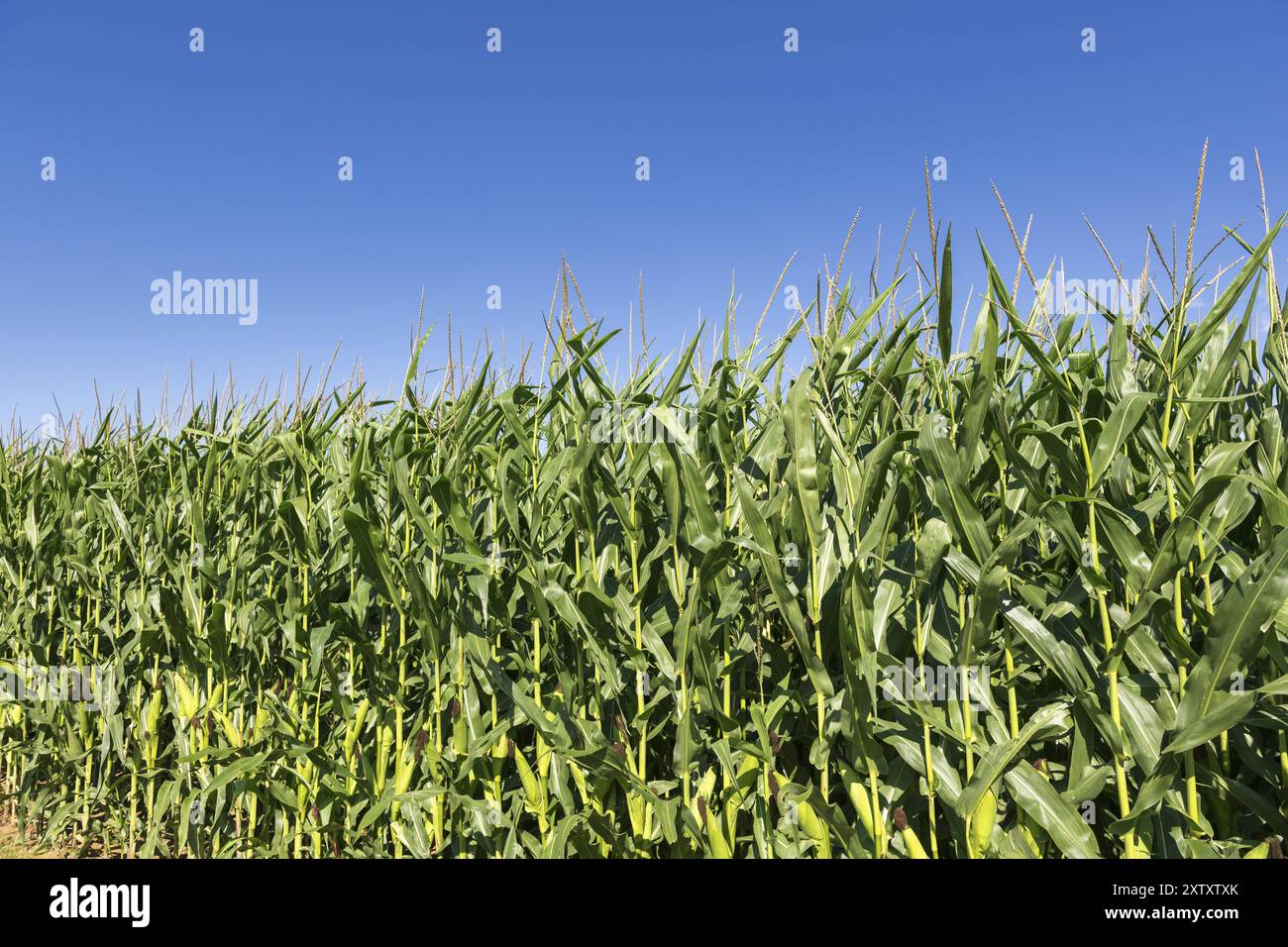 Symbolic image, renewable energies, maize plants, biogas plant, feed ...