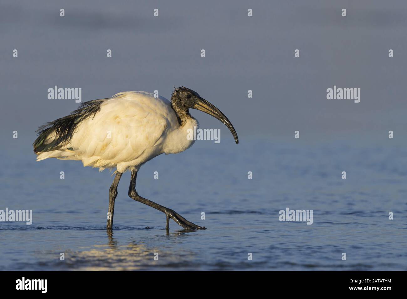 African sacred ibis (Threskiornis aethiopicus), family of ibises and ...