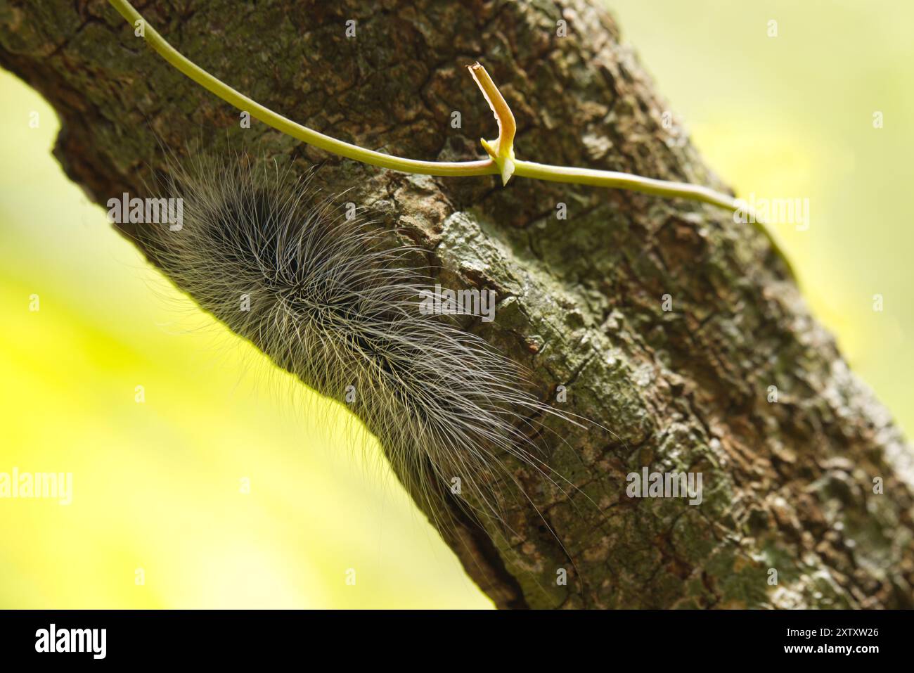 Hairy grey caterpillar crawling on the bark of a tree Stock Photo - Alamy