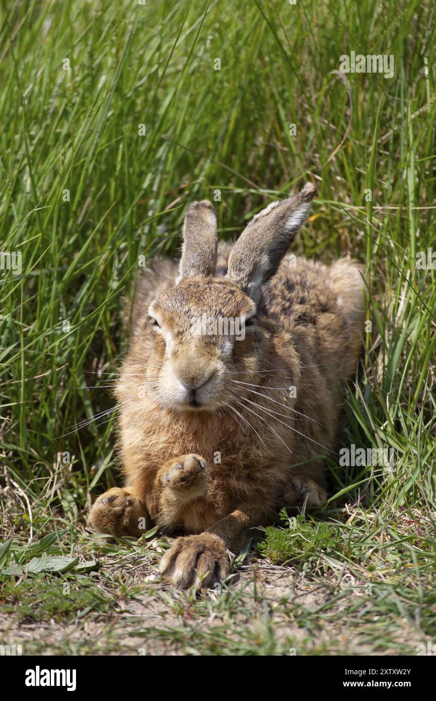 Brown hare (Lepus europaeus) adult animal sleeping in a grass field in ...