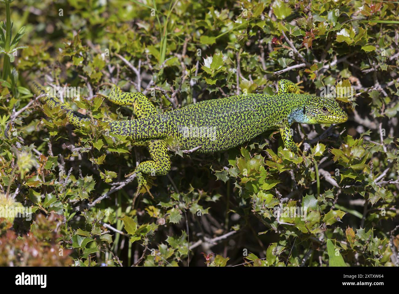 Eusropa hi-res stock photography and images - Alamy