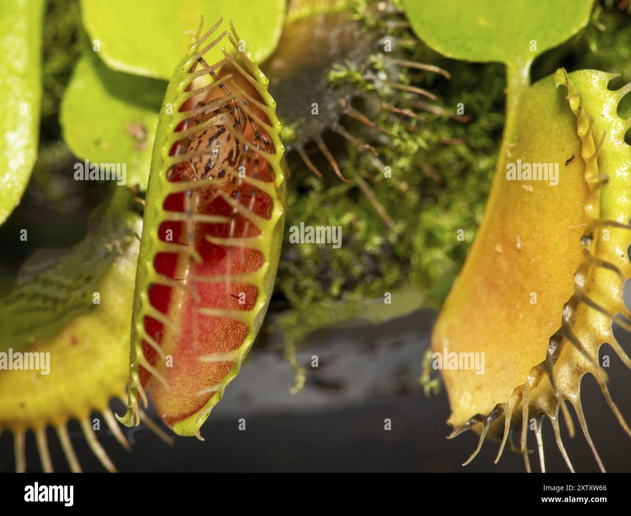 Spider in the Venus trap Stock Photo - Alamy