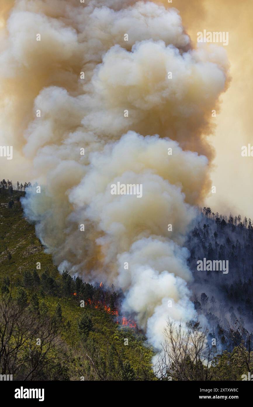 Landscape in South Africa, forest fire, fire, smoke, flames, burning ...