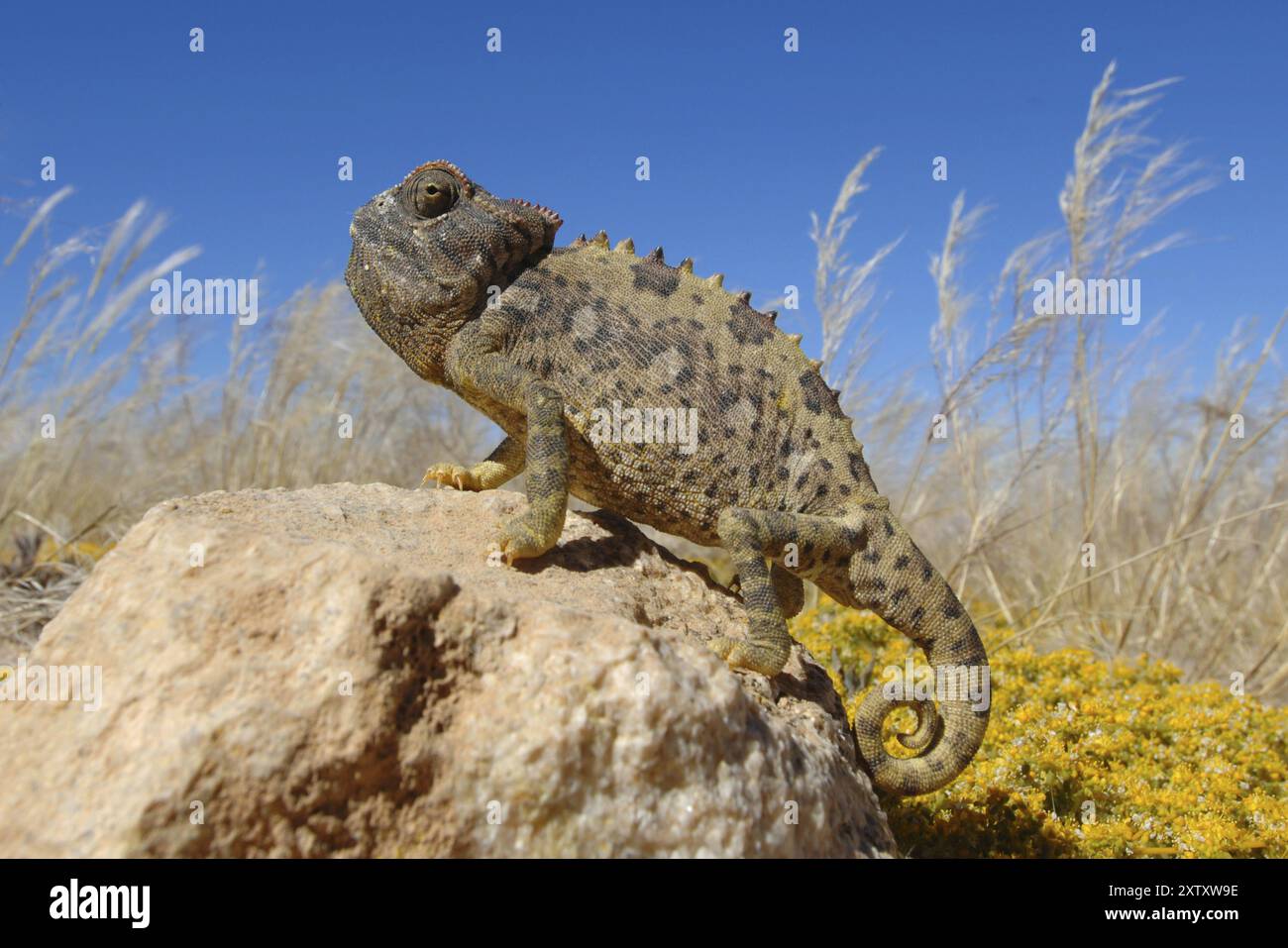 Namaqua chameleon chamaeleonidae hi-res stock photography and images ...