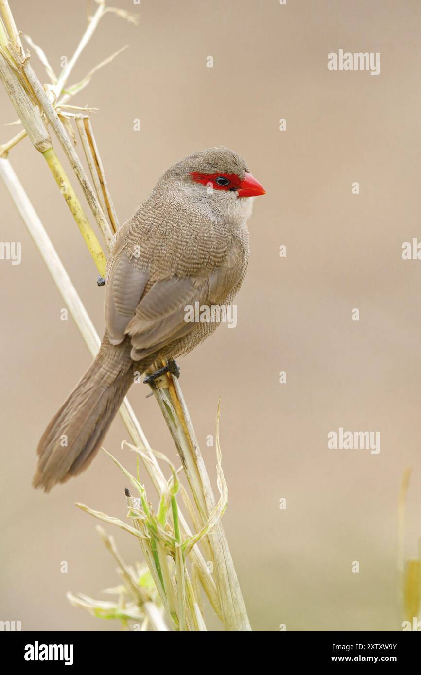 Wave-astrild, (Estrolda astrild), family of the splendid finches ...