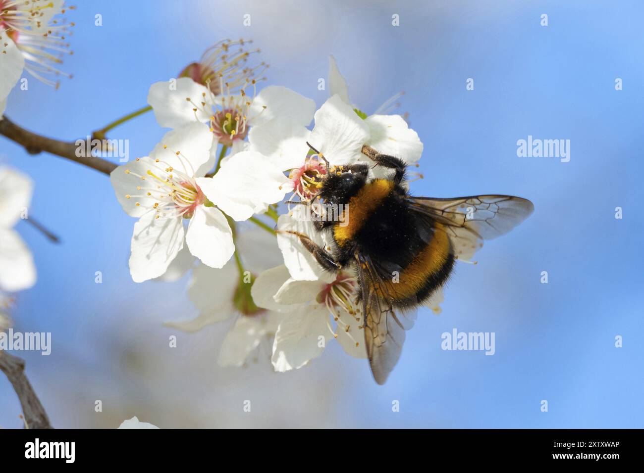 Large earth bumblebee (Bombus terrestris), bumblebee, insect, insect ...