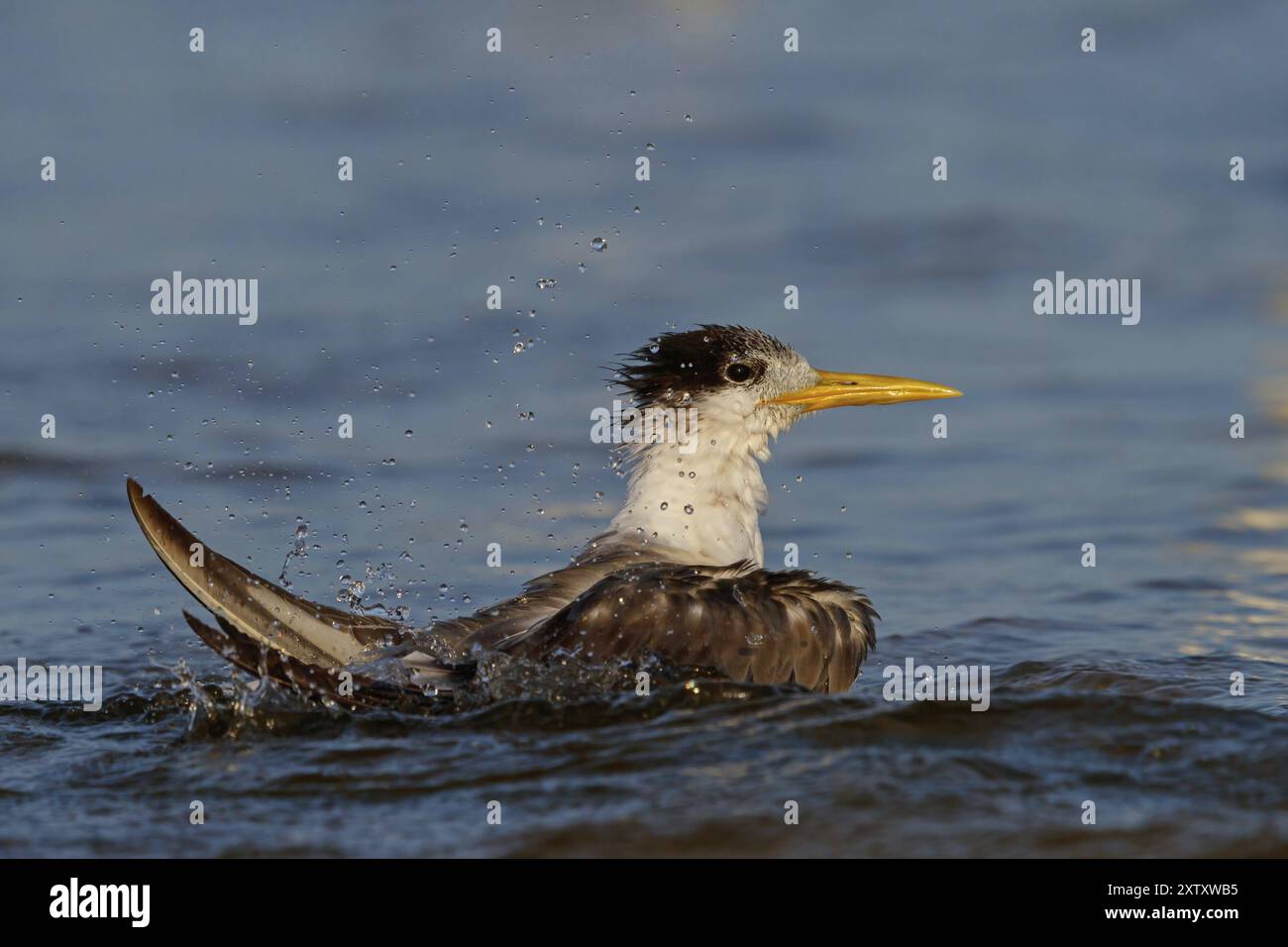 Common Tern, flight photo, (Thalasseus bergii), swimming in the water ...
