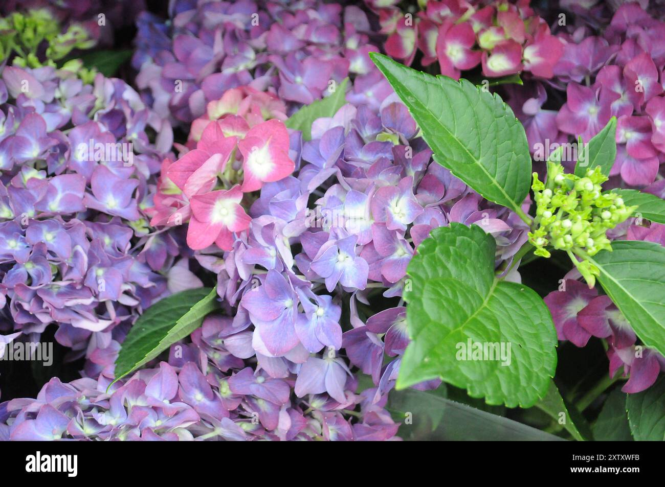 Copenhagen/ Denmark/16 August 2024/Hydrangeahytstereia flowersbouquets ...