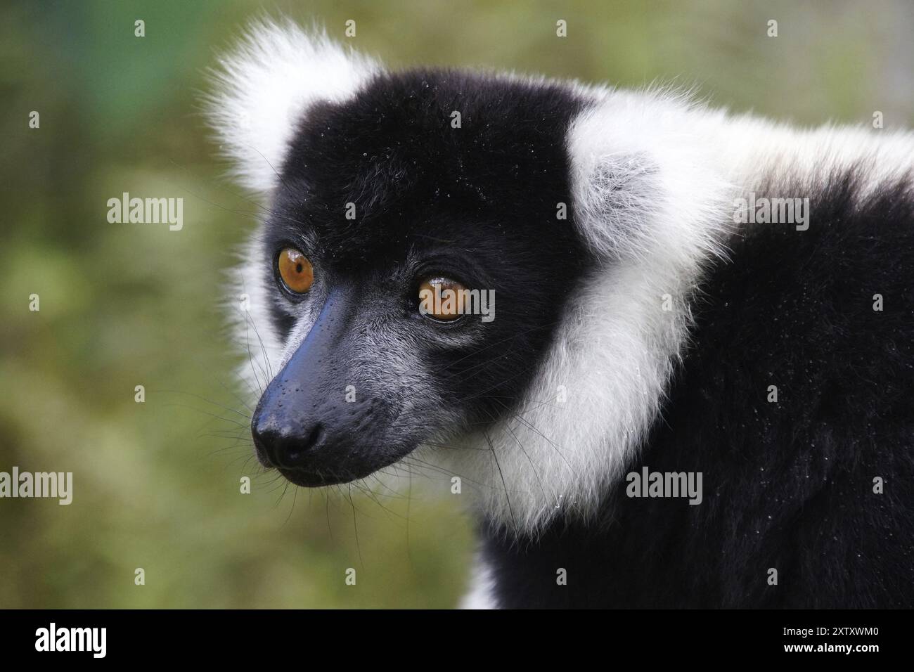 Lemur, Madagascar, Black and White Vari, (Lemur catta), National Park ...